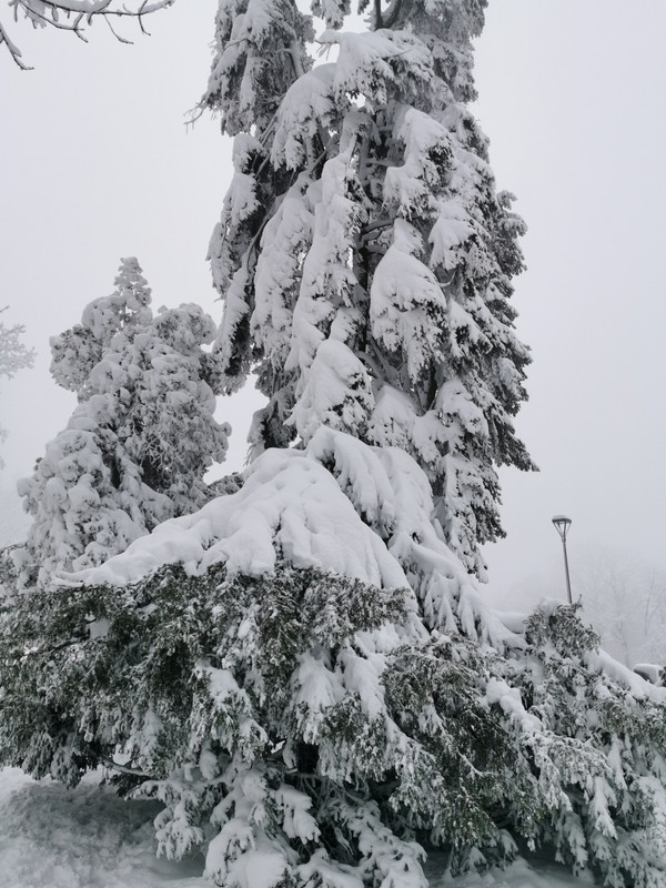 IMG 20210111 155021 — Postimages