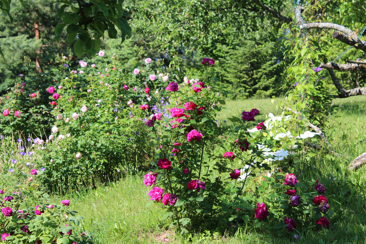 IMG 3174 — Postimages