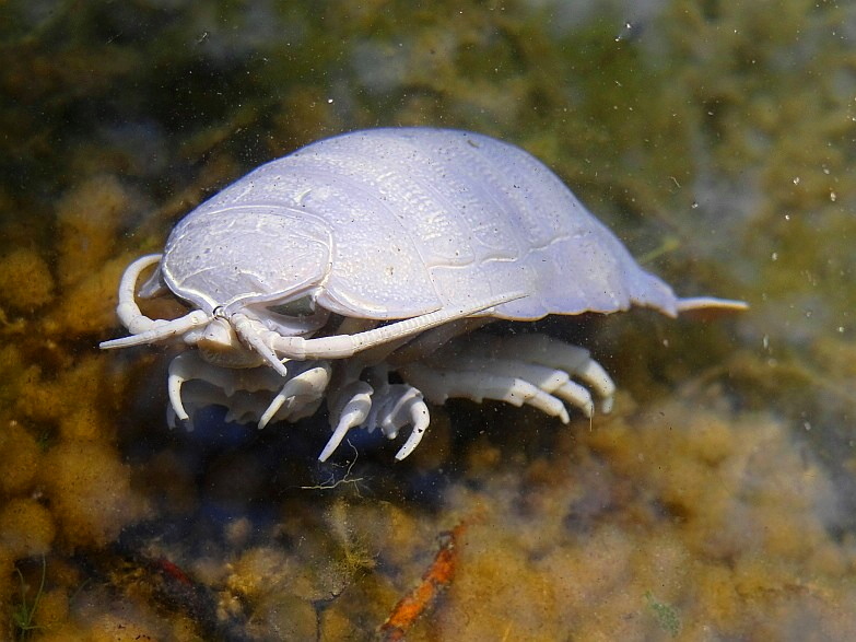 Isopods (Kitan Club / Nature Techni Colour)