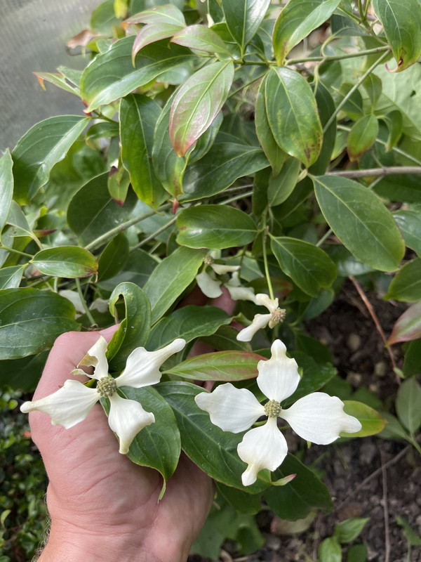 IMG 0035 — Postimages