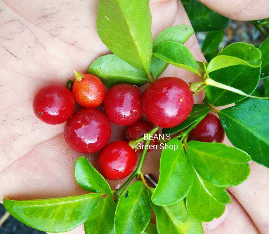 lime berry 2 — Postimages