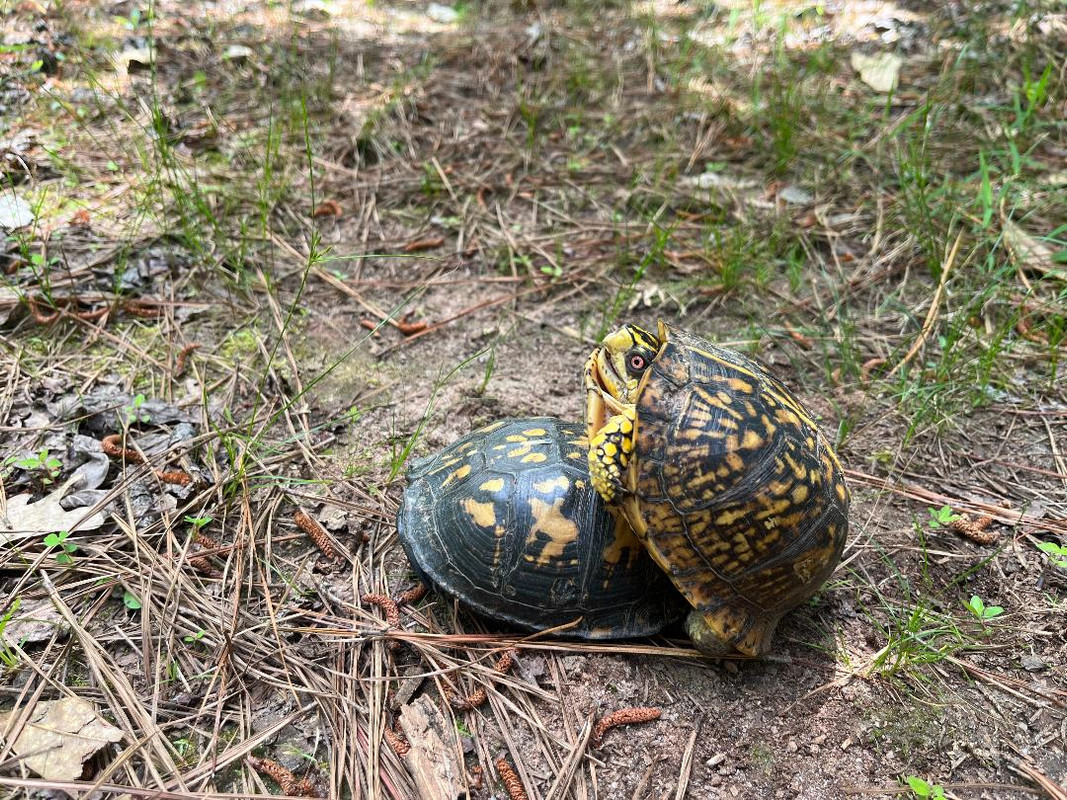 thumbnail (27) — Postimages