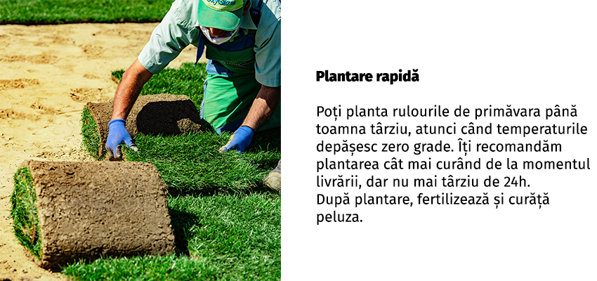 Gazon natural rulat OxyGazon tip Royal Seceta, 1 palet x 40 mp - eMAG.ro