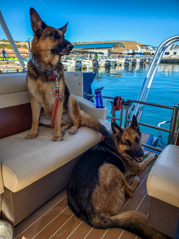 Let's see your dogs! - Chat - Britmodeller.com