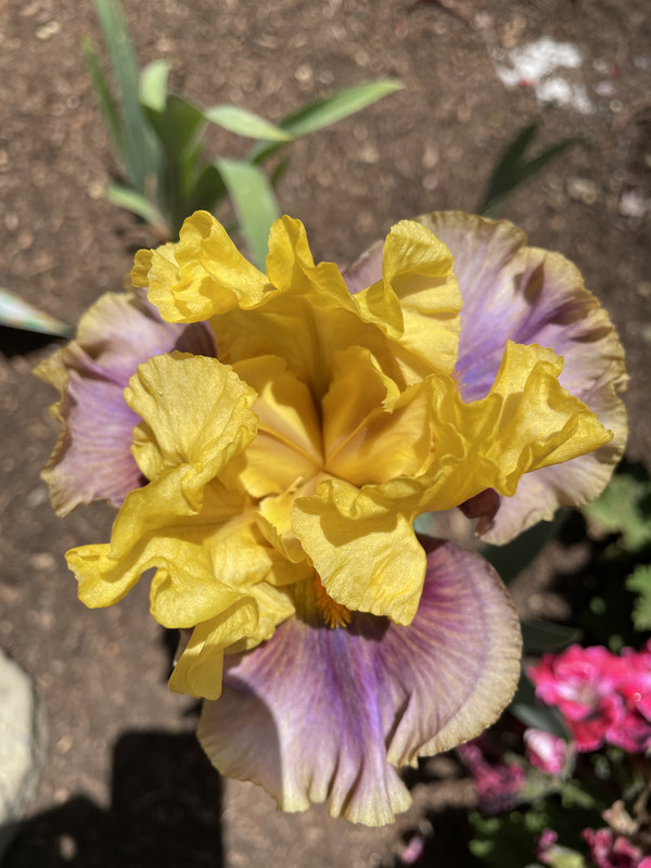 IMG 3686 — Postimages