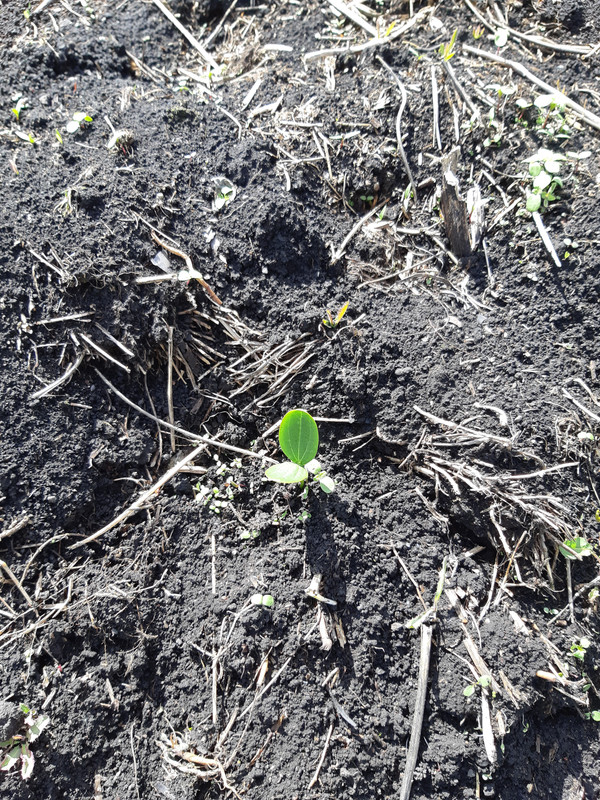 20200508 121026 — Postimages