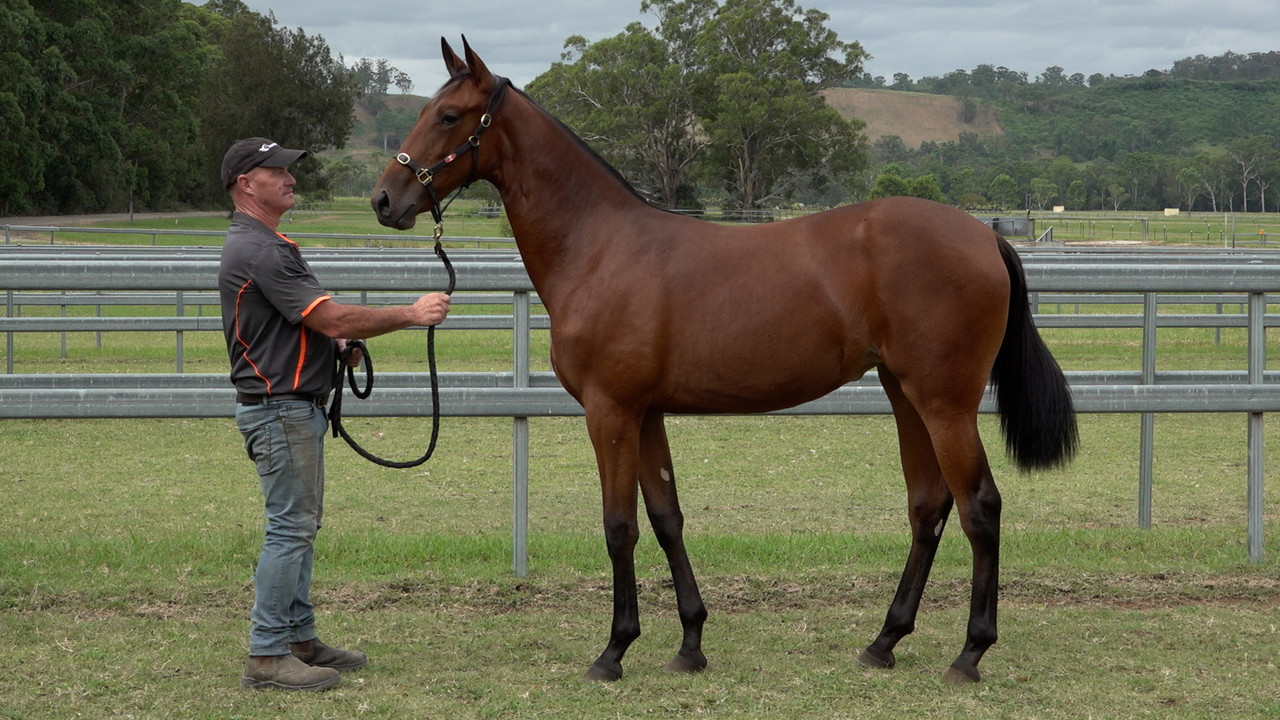 News Article - Australian Harness Racing