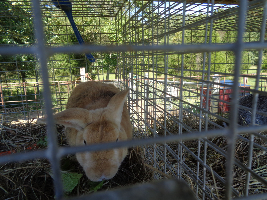 Pregnant Mare’s Urine (Premarin) linked to Alzheimers? (Warning ...