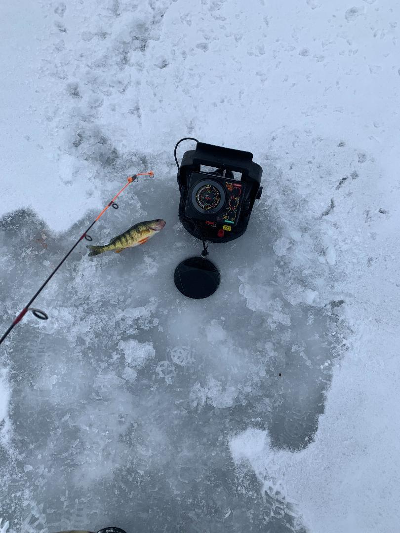 perch — Postimages