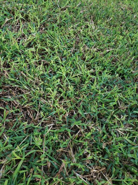Light green patches in bermuda | Lawn Care Forum