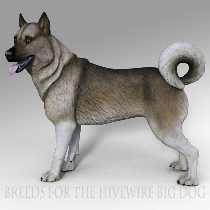 Breeds For The HW Dog - Norwegian Elkhound 2025 - Free Daz 3D Models
