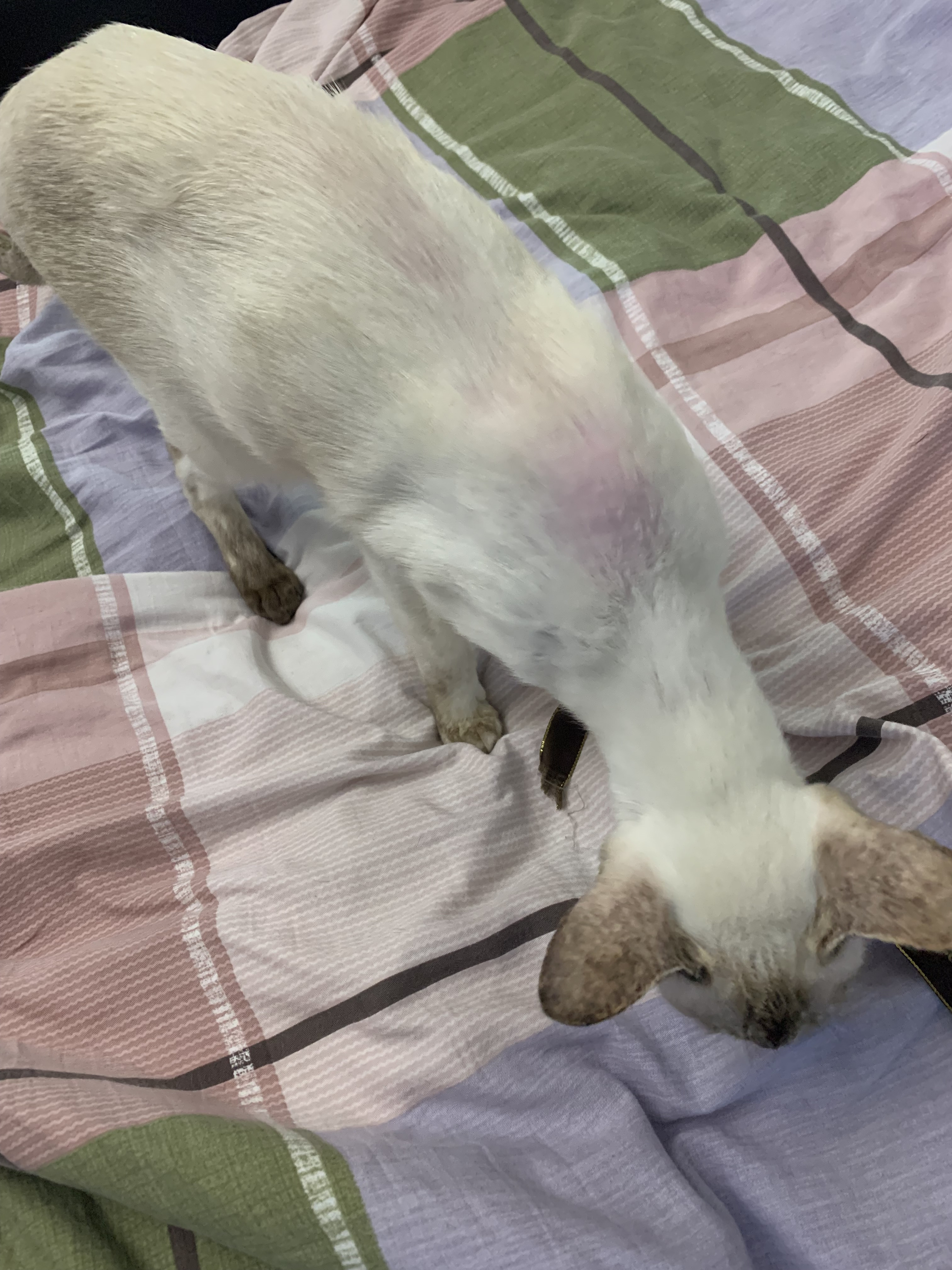 IMG 7159 — Postimages