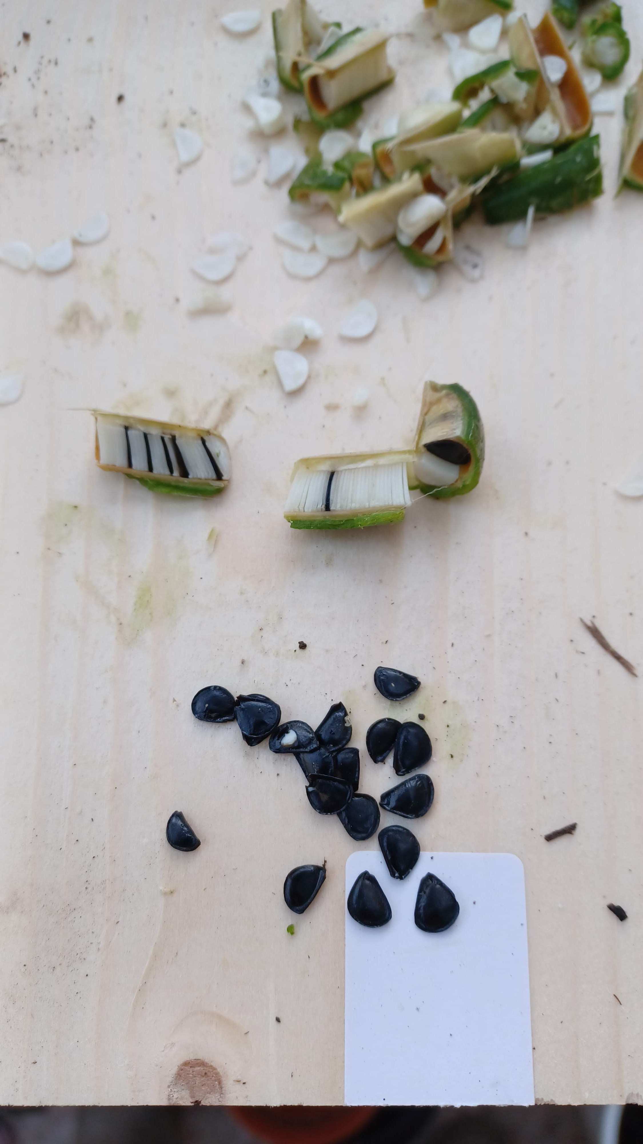 seeds — Postimages