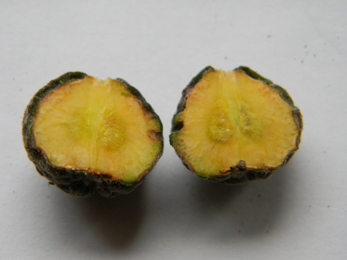 Red Dwarf fruit — Postimages