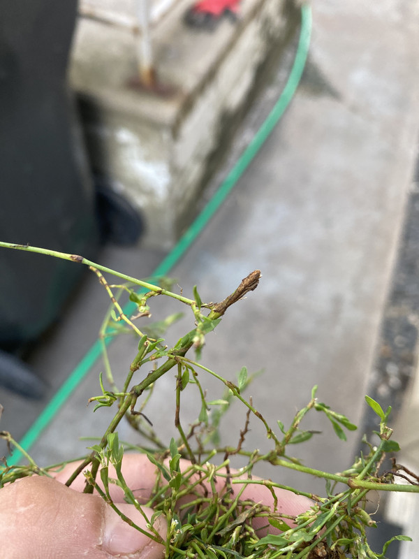 Help With this viney weed | Lawn Care Forum