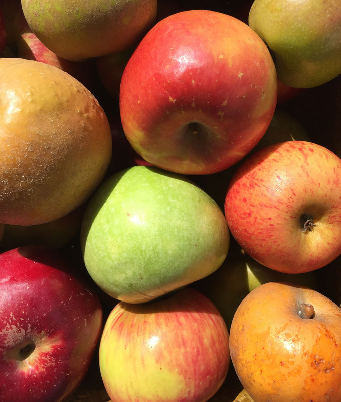 Apple Sampler2 — Postimages