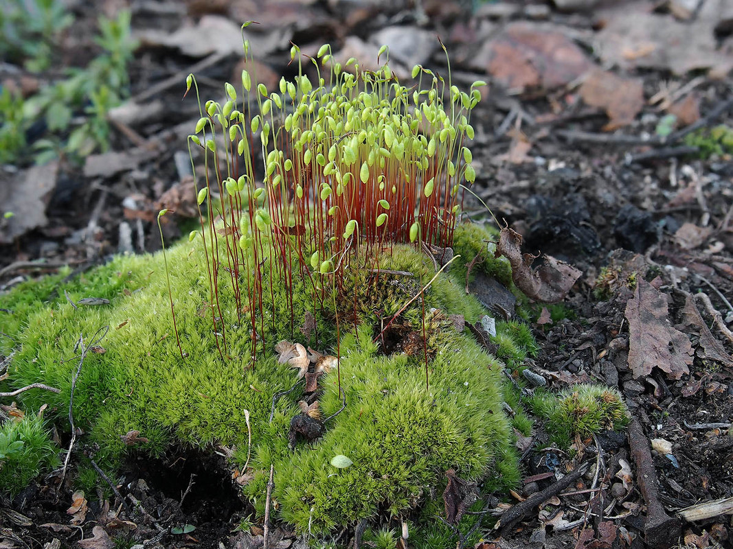 Funaria hygrometrica 3 SAE 20230414 — Postimages