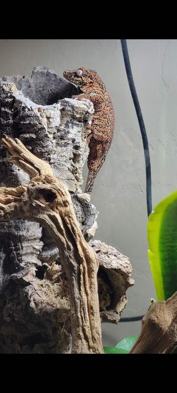I’m bored so I’m playing with my lizard. > General Discussion > AR15.COM
