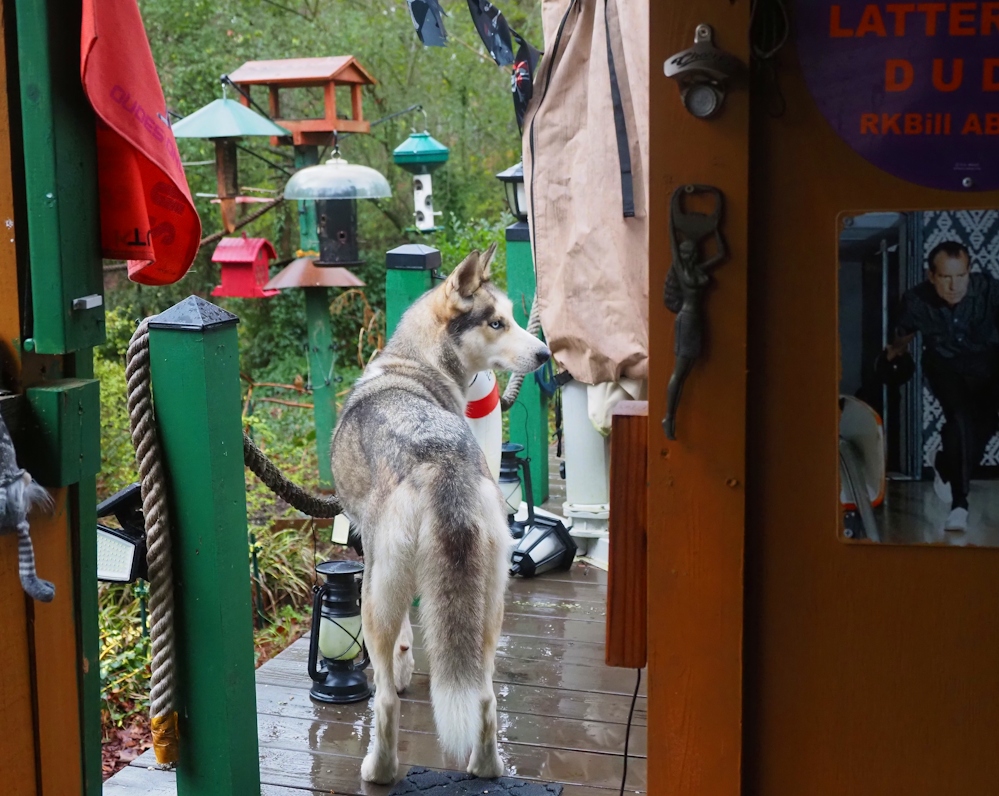 Re: Too old for a dog - The Amphitheatre Forum - TigerNet