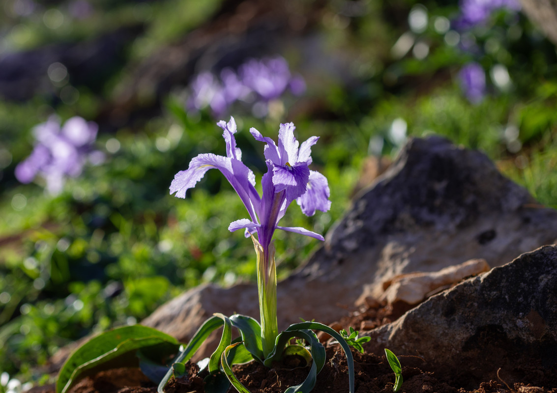 IGP8433 — Postimages