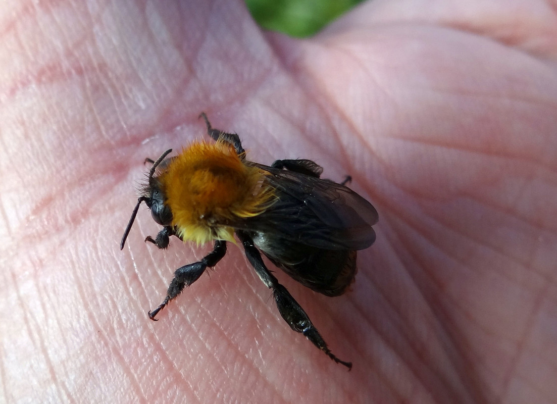 WET BEE 5 050824 — Postimages