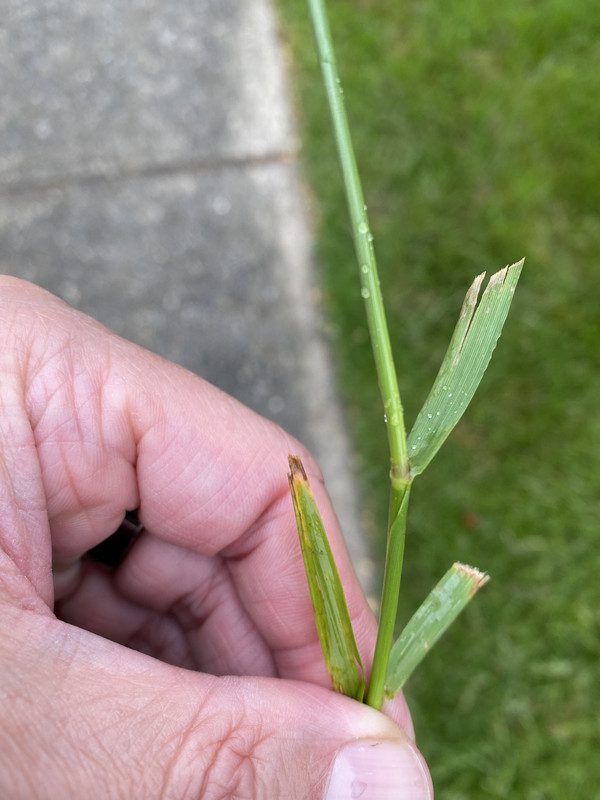 Pls Help Me Identify This Weedgrass Lawn Care Forum