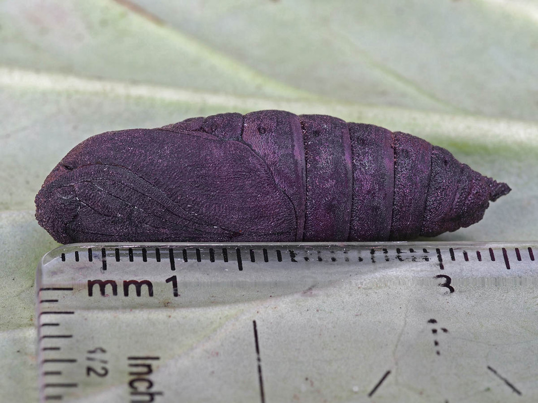 Alien 5 SAE 20220816 — Postimages