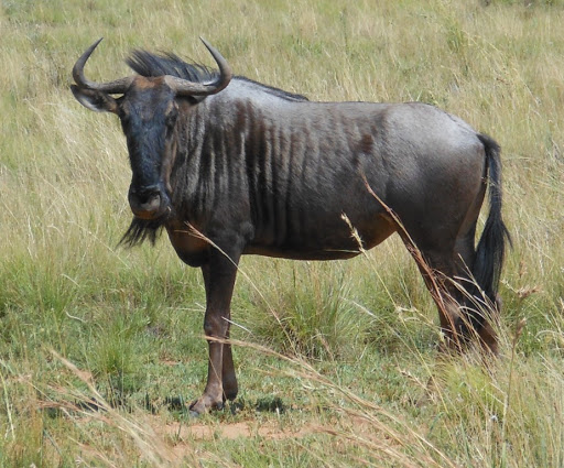 Hi. I'm Gnu here. - Democratic Underground
