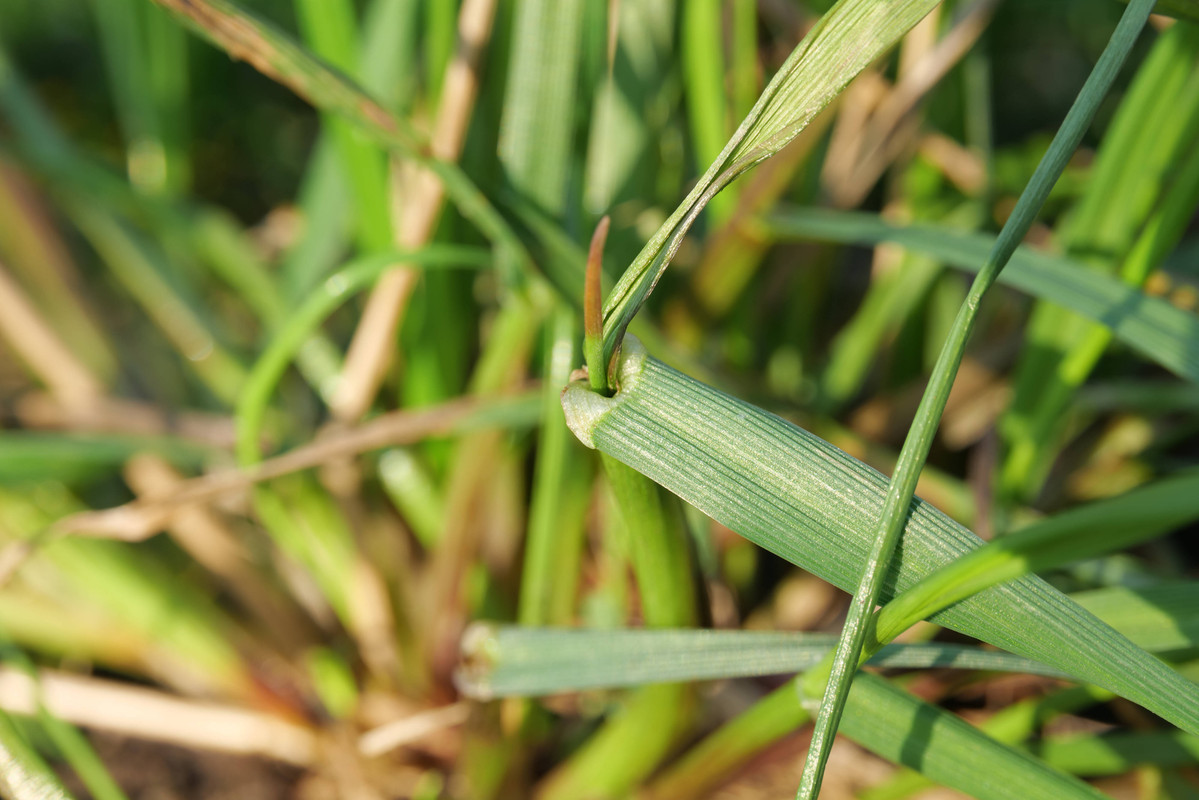 Annual ryegrass Detail TR 20230409 — Postimages