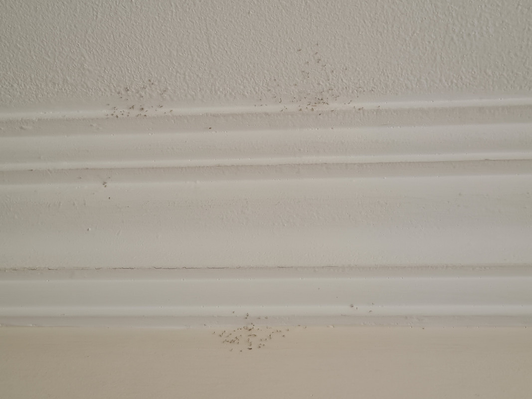 Small flies in groups on ceiling : r/pestcontrol