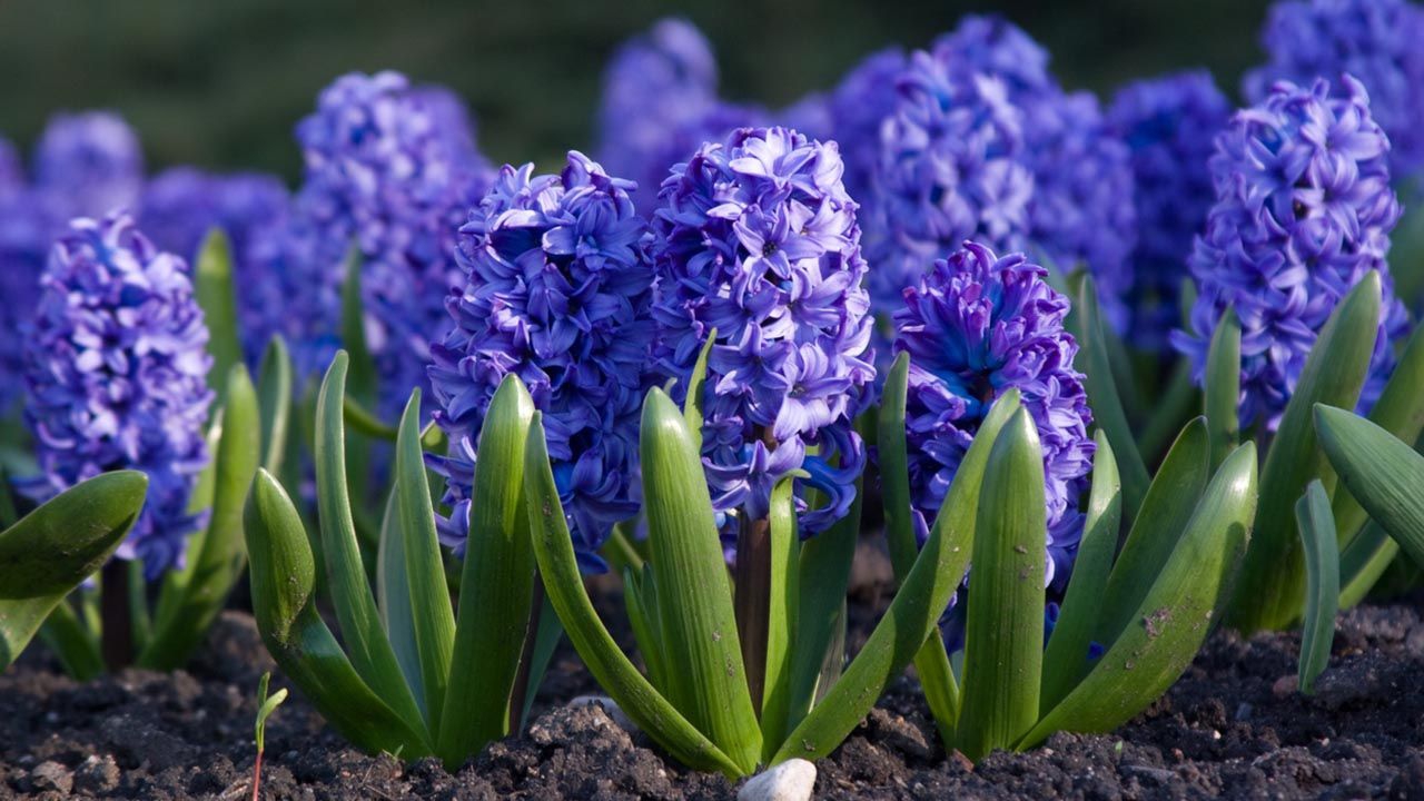 Trucos infalibles para tener plantas con bulbos en el jardín - Imperio ...