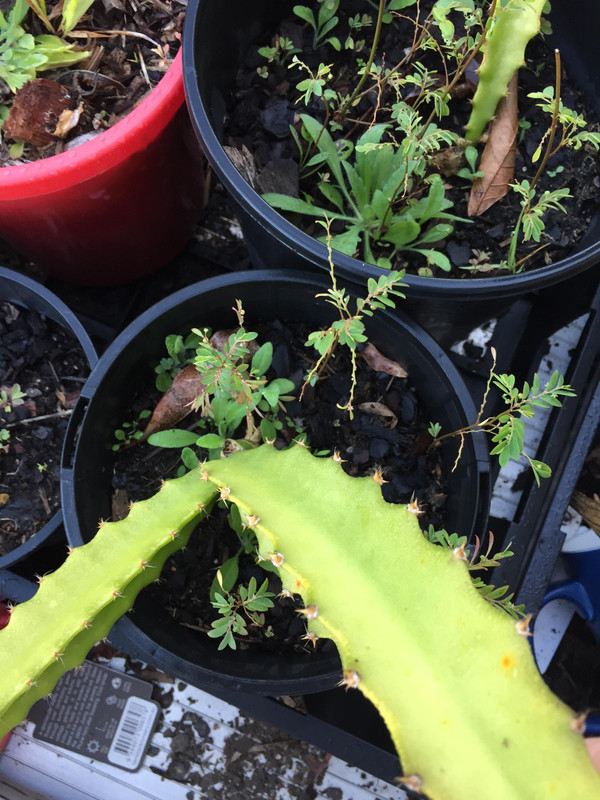 IMG 3287 — Postimages