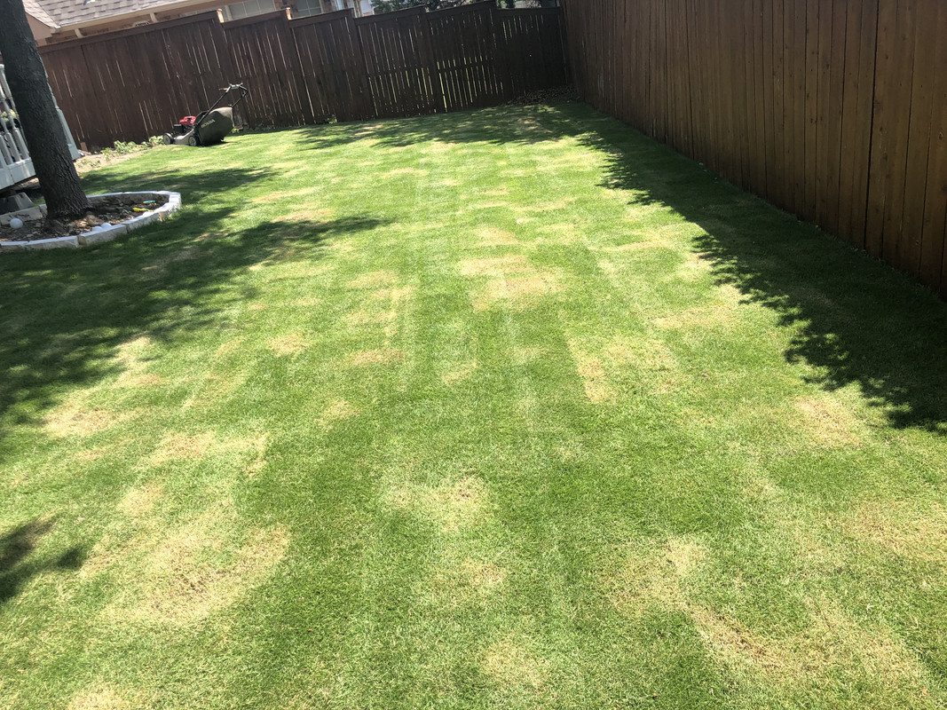 3rd Zeon Cut Yellow Spots Lawn Care Forum