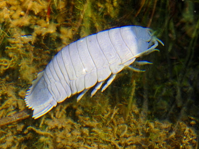 Isopods (Kitan Club / Nature Techni Colour)