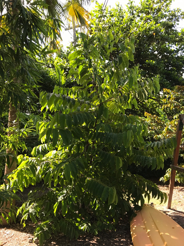 Rollinia 7 2017 — Postimages