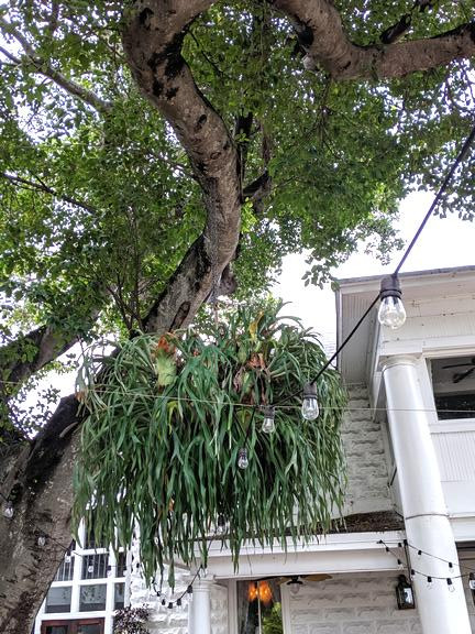 Best way to hang a heavy plant on a tree branch | DIY Home Improvement ...