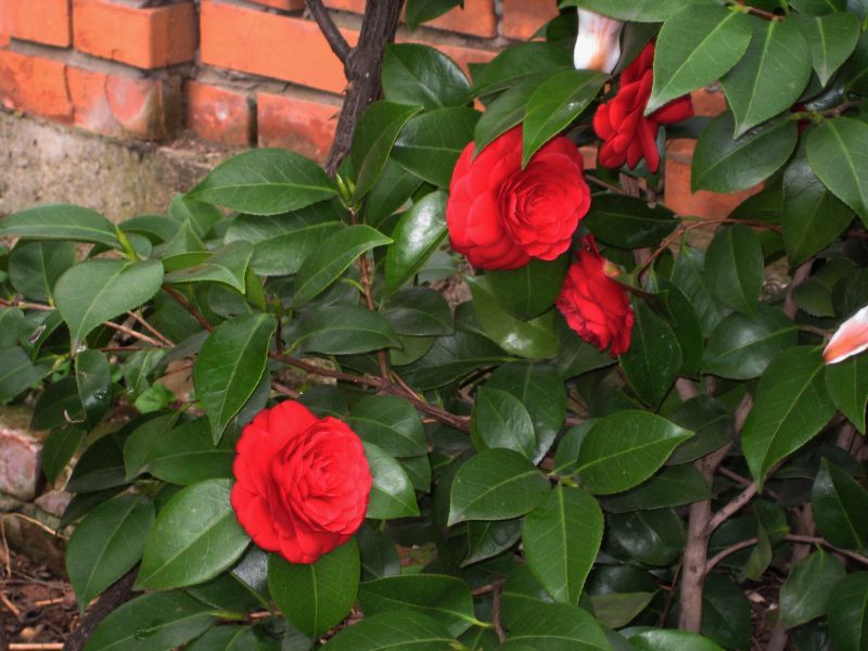 kamelija crvena velika — Postimages