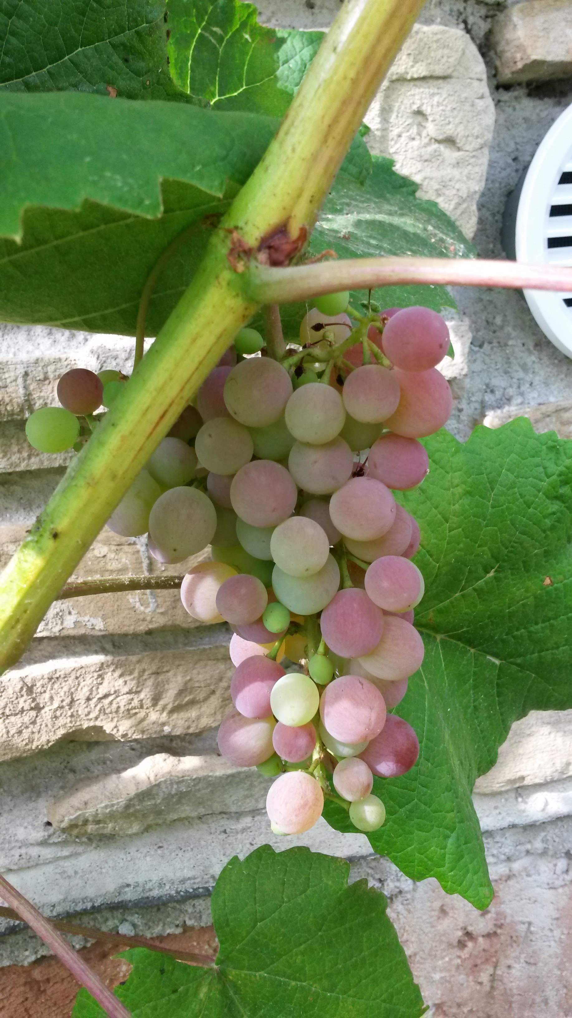 Vanessa — Postimages