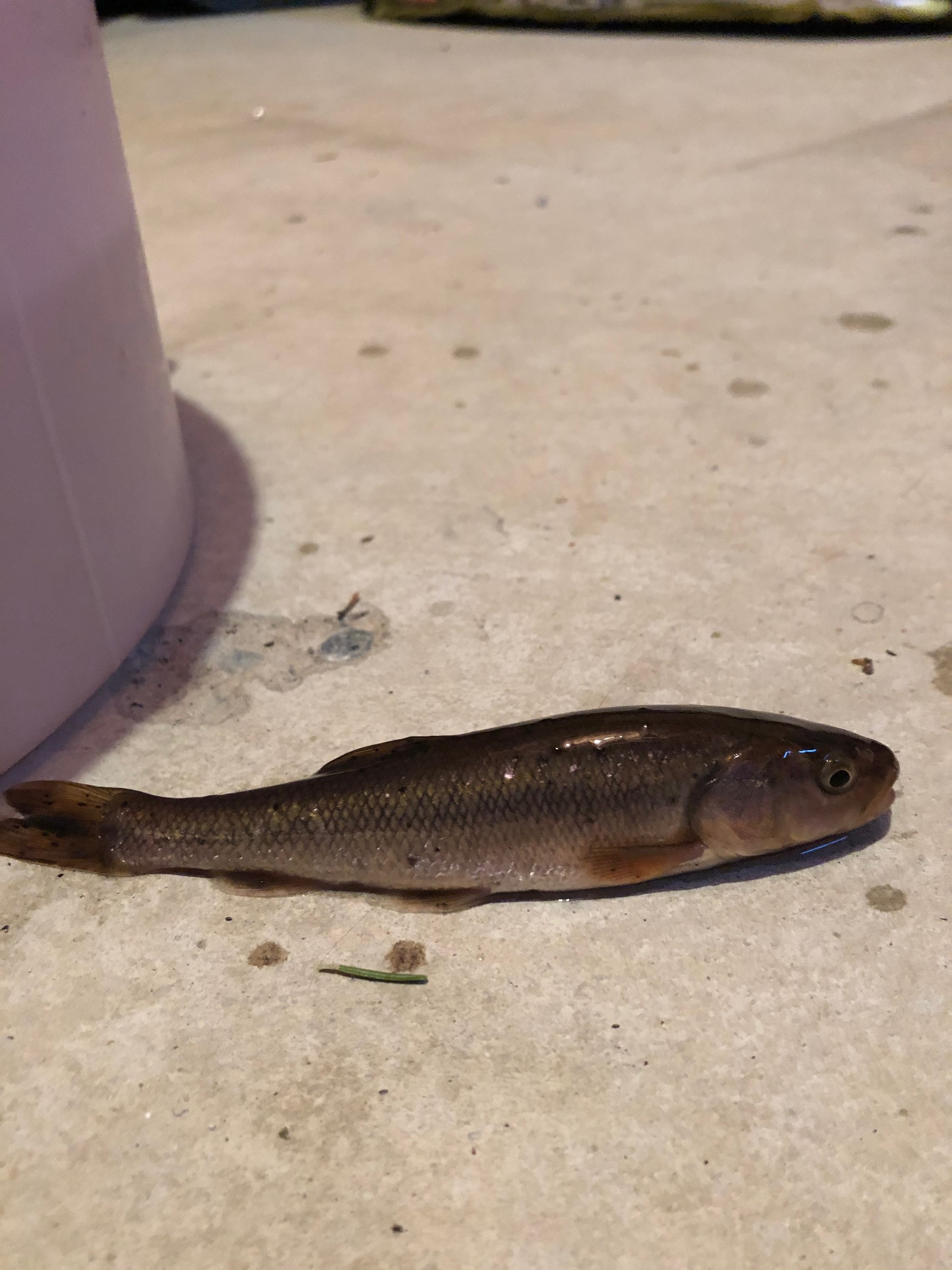 Creek Chub — Postimages