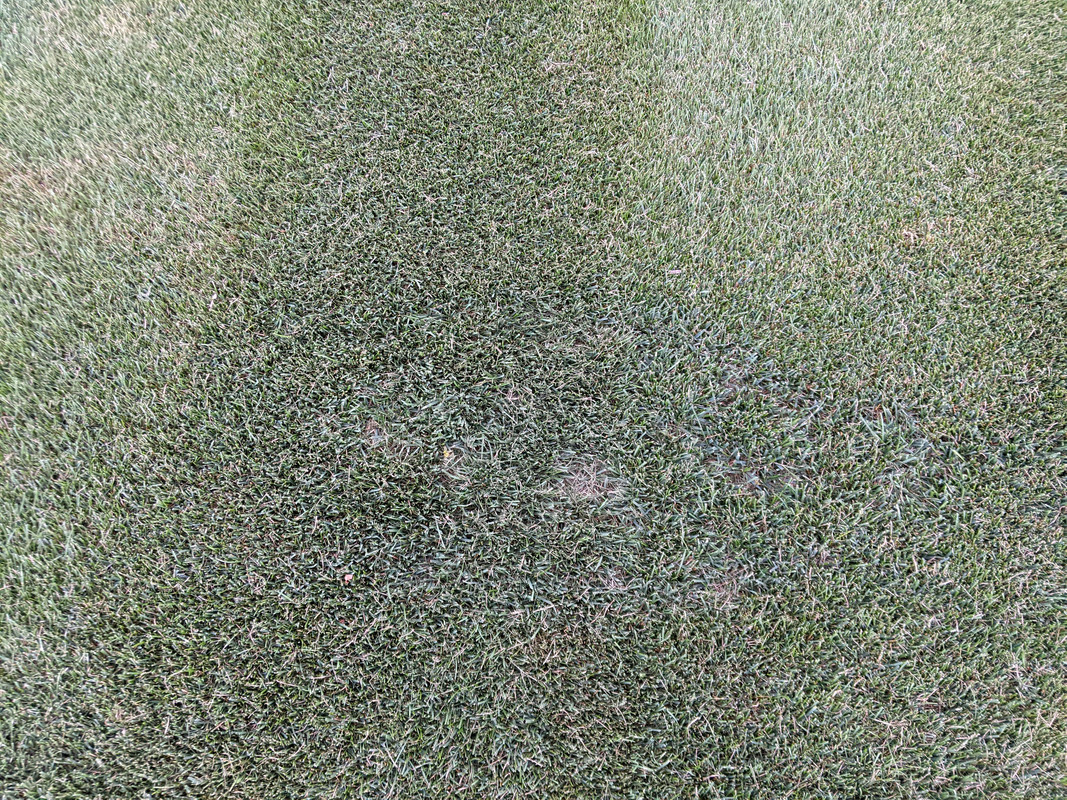 Geschwindigkeit auf poa triv | Lawn Care Forum