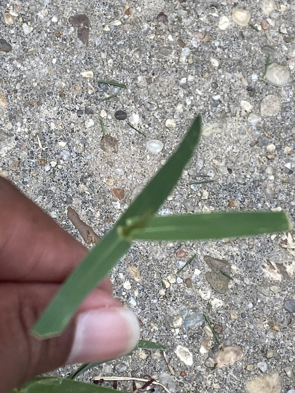 Torpedo grass right? | Lawn Care Forum