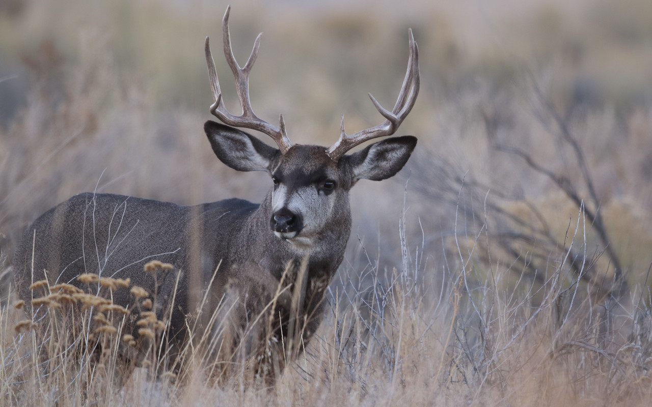 Cookie's 2018 mule deer run: pics - 24hourcampfire