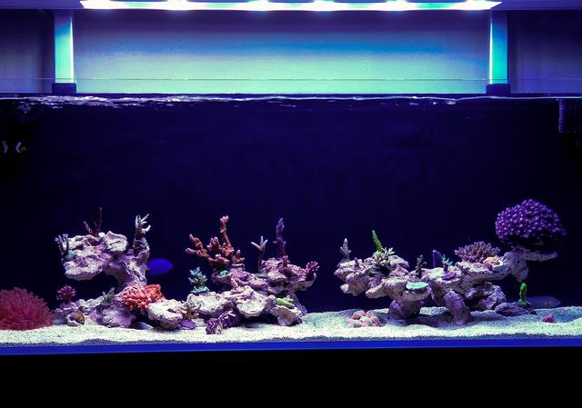 Rimless ADA-120P Reef (65 gallon) | Reef2Reef