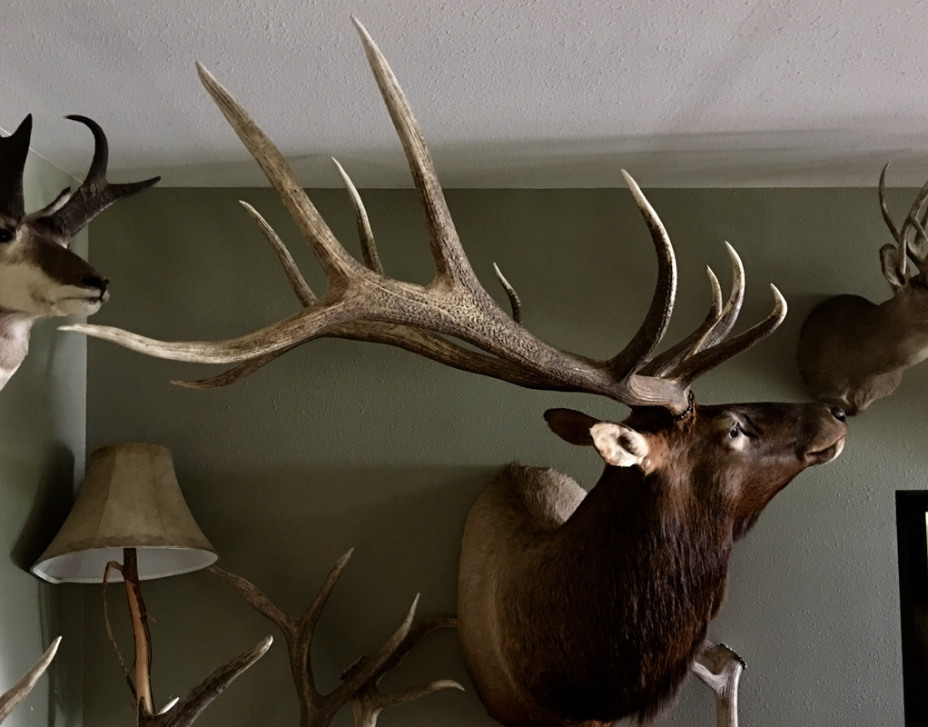 elk mount — Postimages