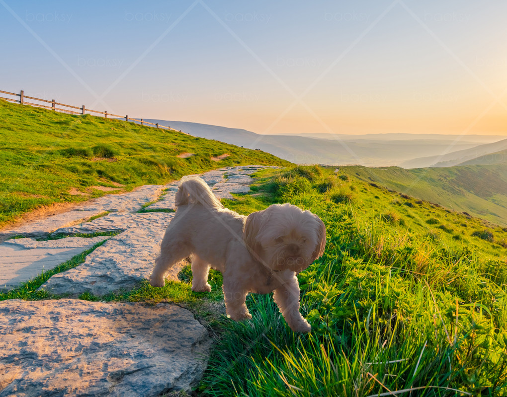 dog sunset wt — Postimages