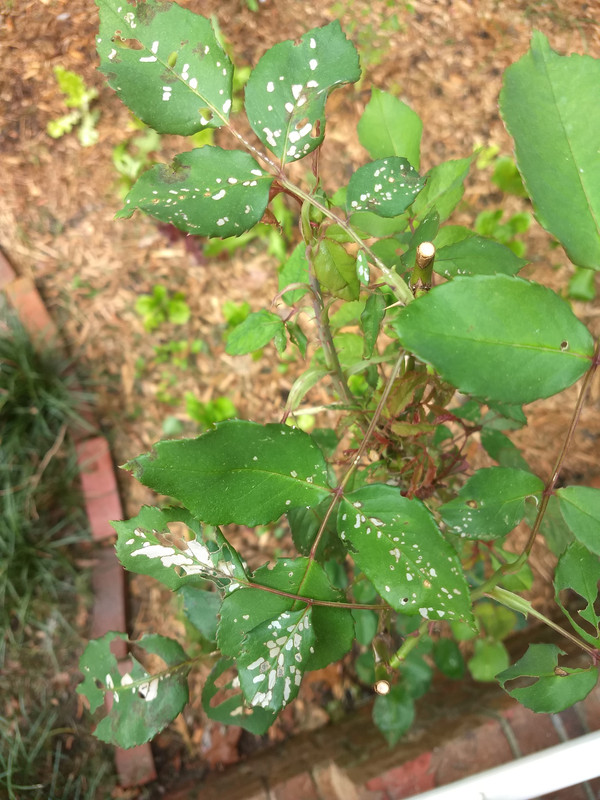Fungal infection on my roses? : r/gardening