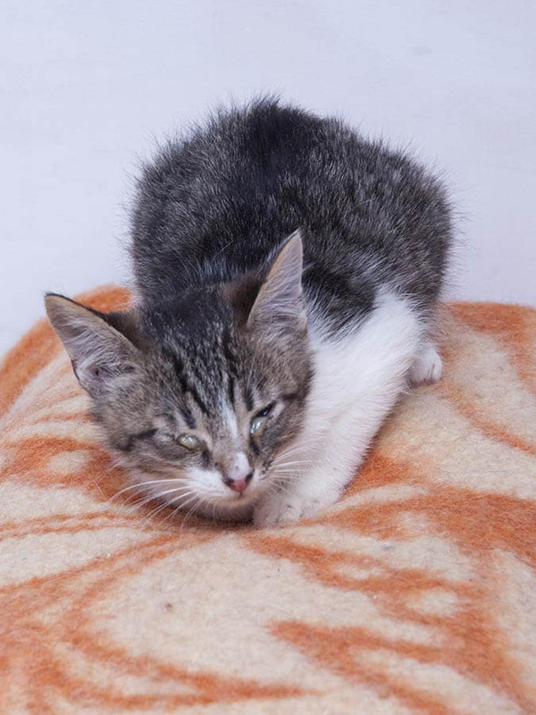 IGP3336 — Postimages