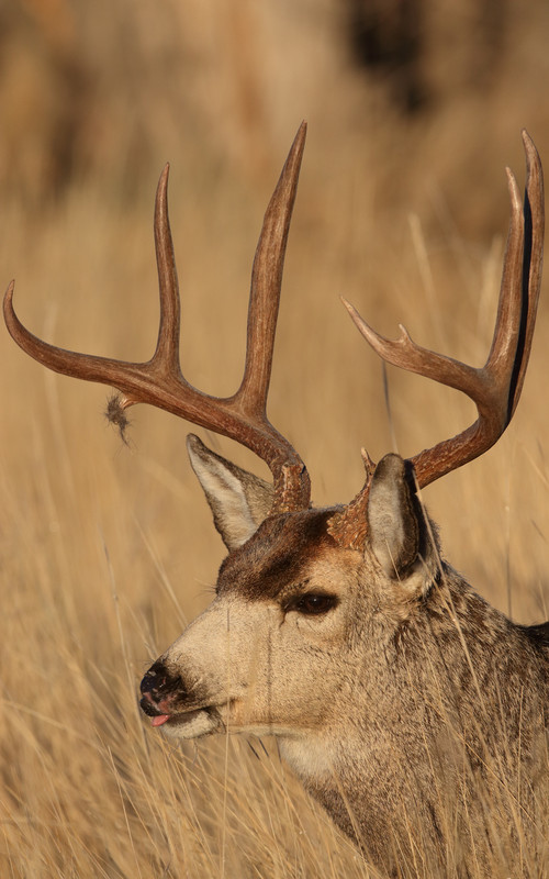 Cookie's 2018 mule deer run: pics - 24hourcampfire