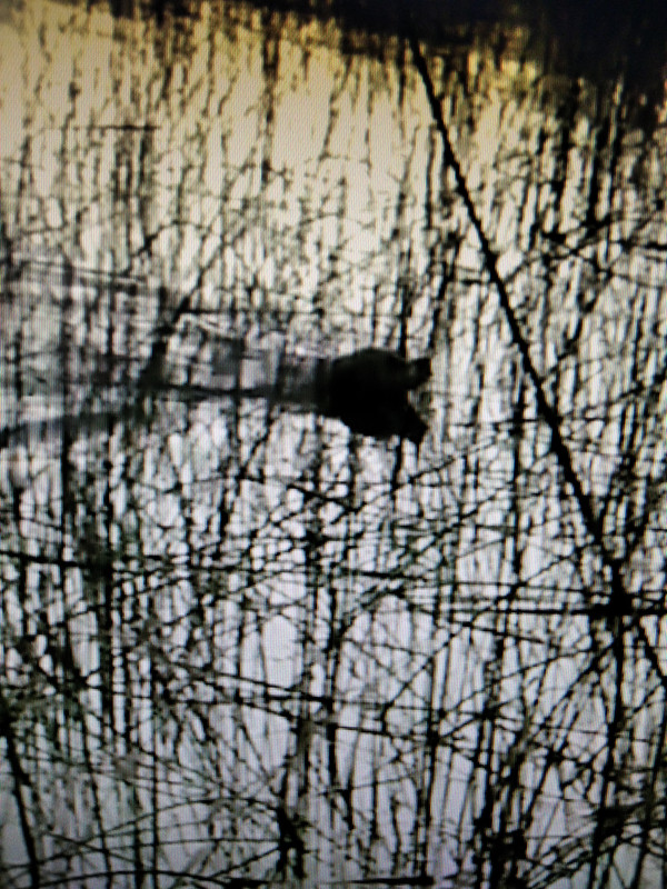 IMG 20210323 230149 — Postimages