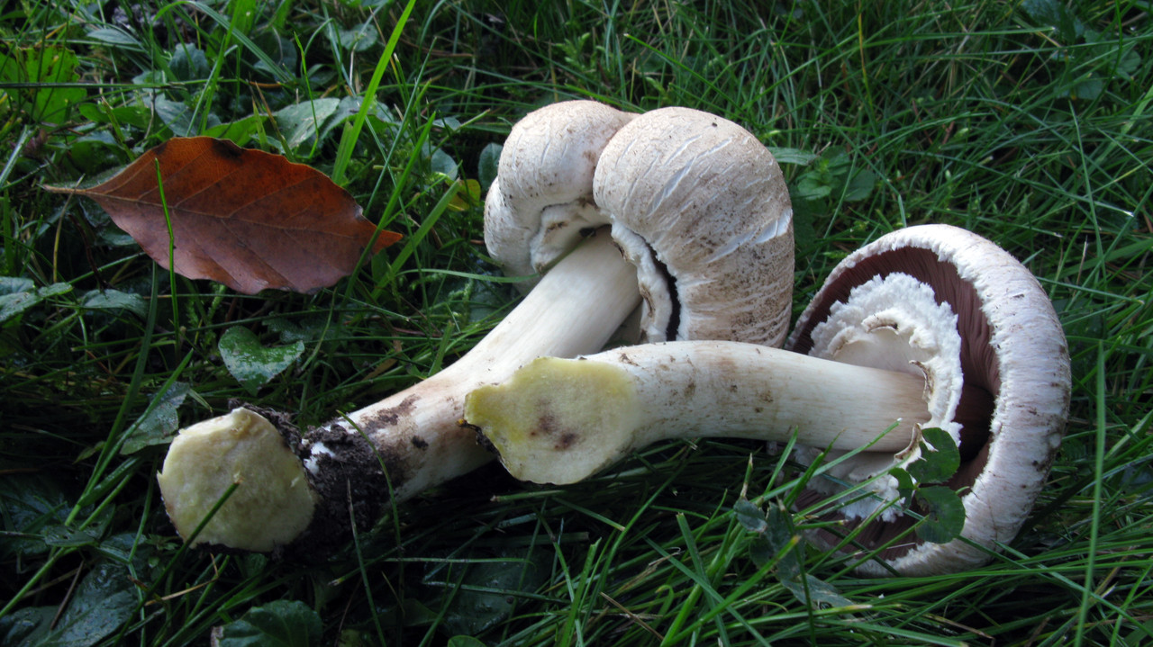 Agaricus xanthodermus АВП 20221125 — Postimages